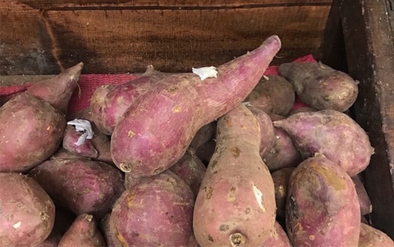 Digging deep . . . Barbados to upgrade sweet potato production ...