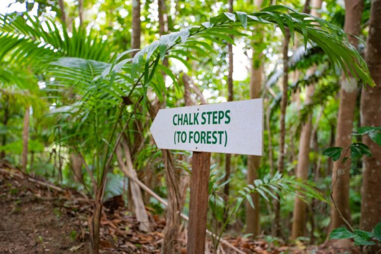 Coco Hill Forest - The Green Therapy We All Need - Barbados Today