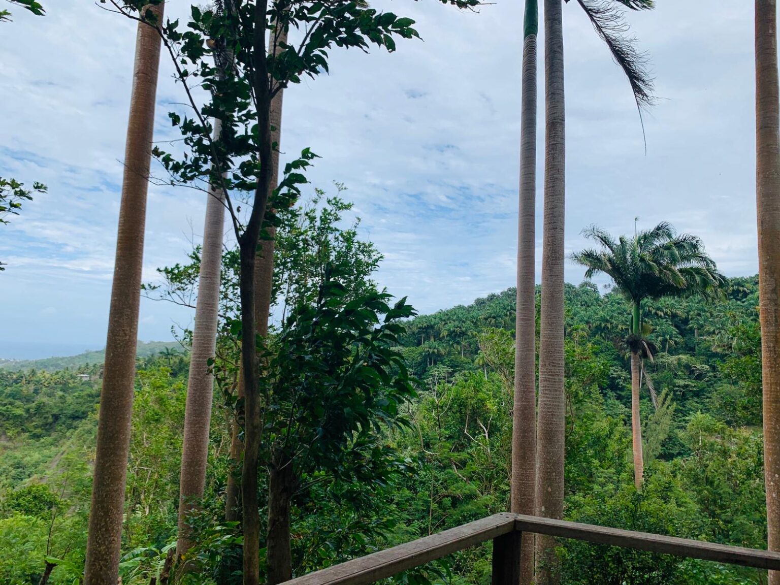 Coco Hill Forest - The Green Therapy We All Need - Barbados Today