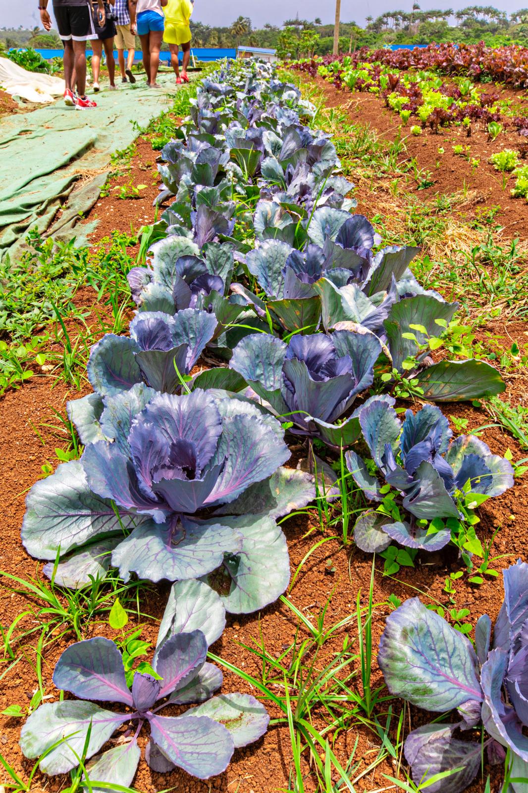 Unplug From The World and Plug Into Nature At PEG Farm And Nature ...