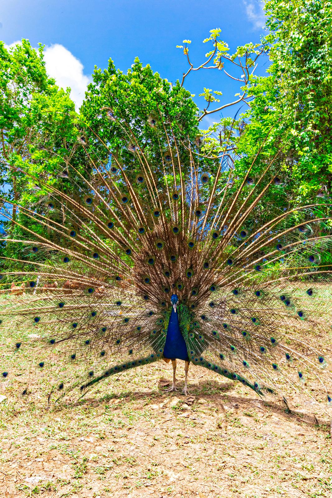 Unplug From The World and Plug Into Nature At PEG Farm And Nature ...