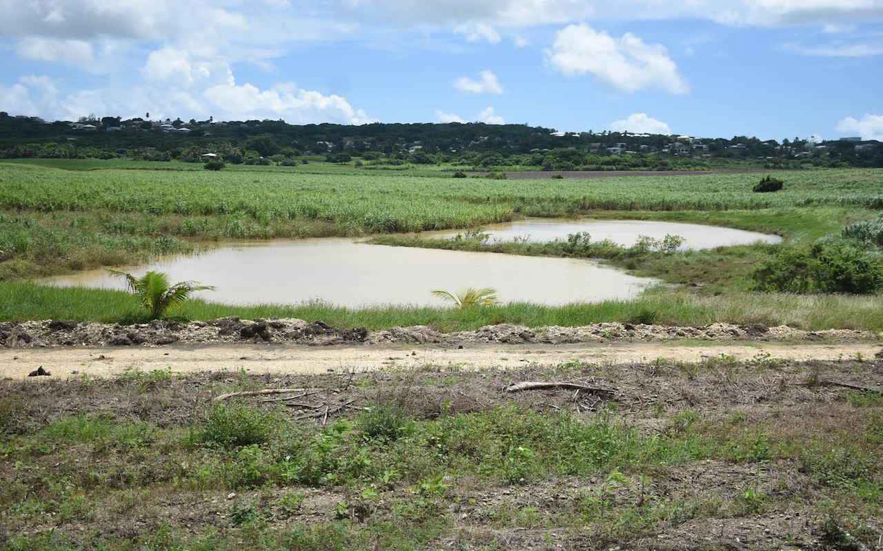 More rain in the forecast for 2021 - Barbados Today