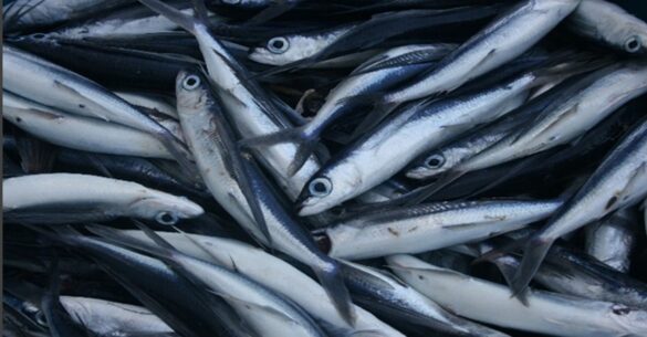 CRFM announces release of second edition Eastern Caribbean Flyingfish ...