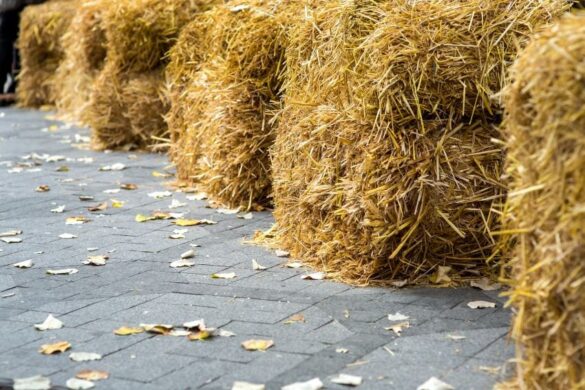 Feed pellet plan offers hope as farmers urge faster govt action ...
