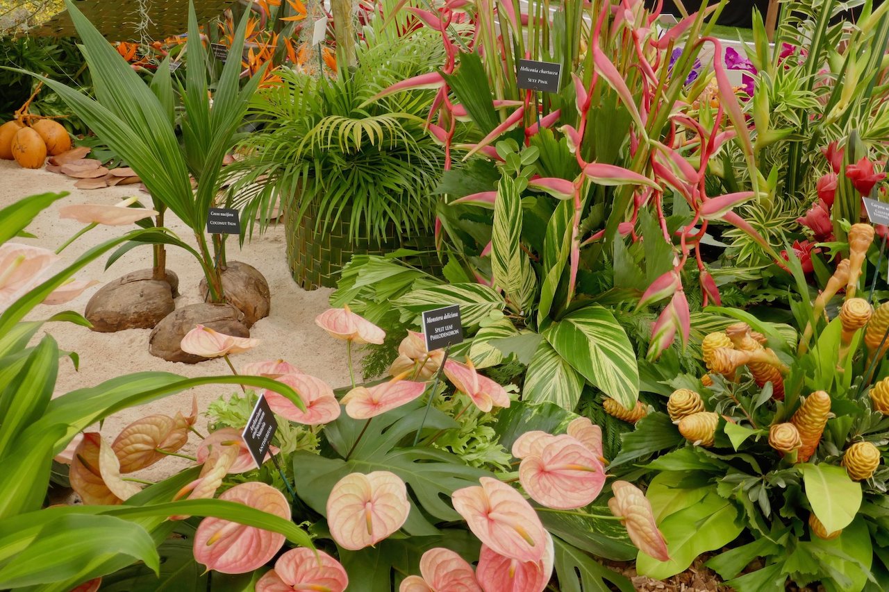 Barbados wins Silver-Gilt award at Chelsea Flower Show - Barbados Today
