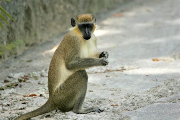 Open letter to Agriculture Minister on monkey culling - Barbados Today