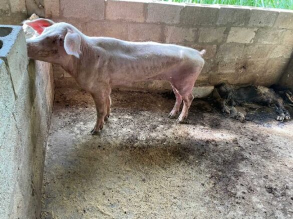 Seller’s remorse as officials appeal to livestock rearers - Barbados Today