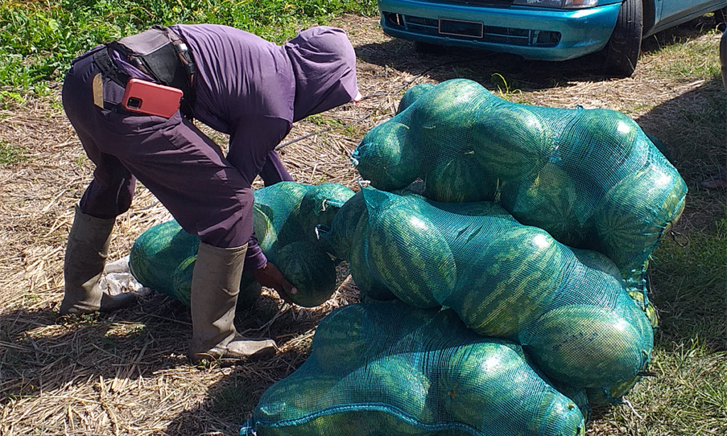 Crop growers 'lose thousands in months of theft' - Barbados Today