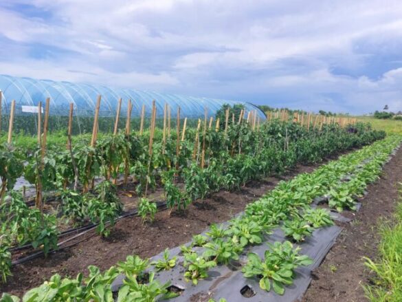 Unlocking digital transformation in agriculture - Barbados Today