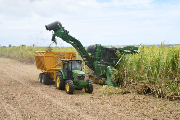 Sugar harvest to get start date as govt confirms readiness - Barbados Today