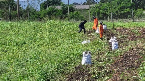 UWI, Barbados Prison Service collaborate on agriculture project ...