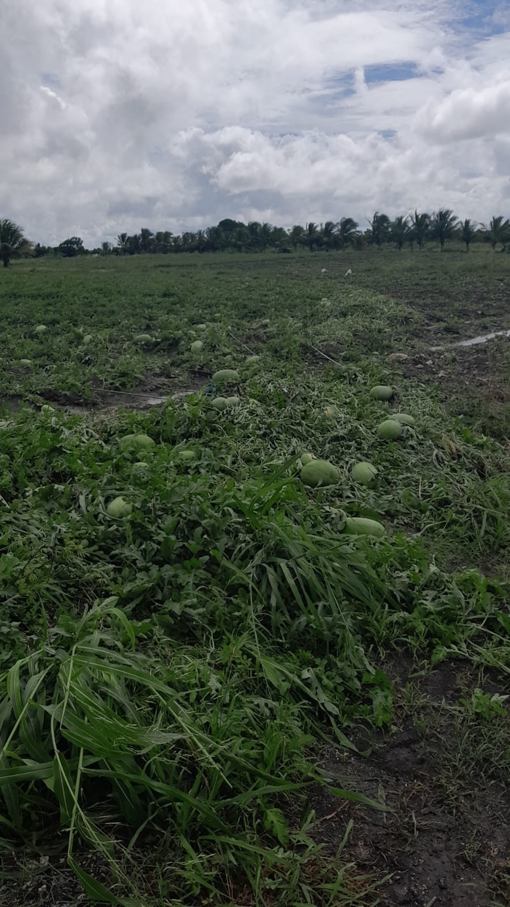 Christmas harvest in jeopardy after flash floods ruin crops - Barbados ...