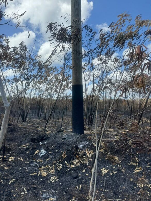 Grass fires cost Light & Power thousands, prompting pole protection ...