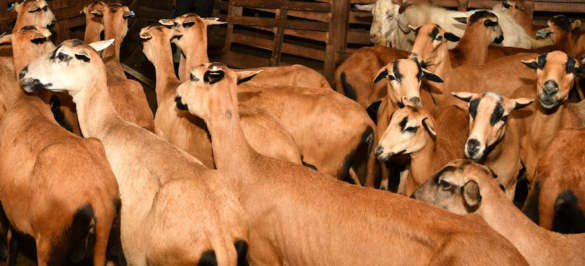 Feed, forage crisis sends livestock farmers scrambling - Barbados Today